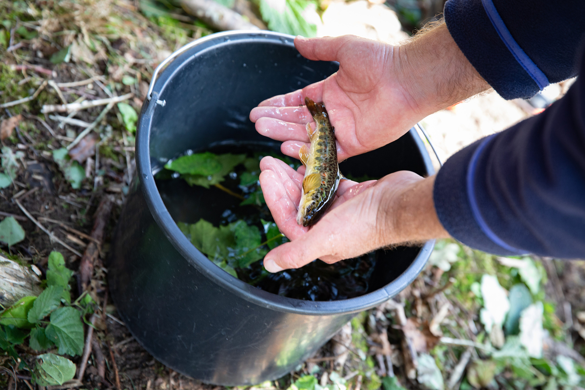 Företaget Alvhaga Vildmark har två privata fiskesjöar, Alvhagasjön och ...