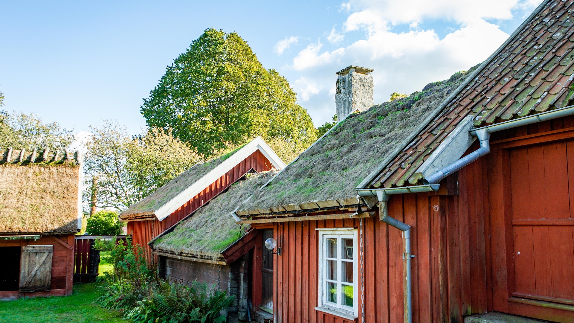 En röd hallandslänga.