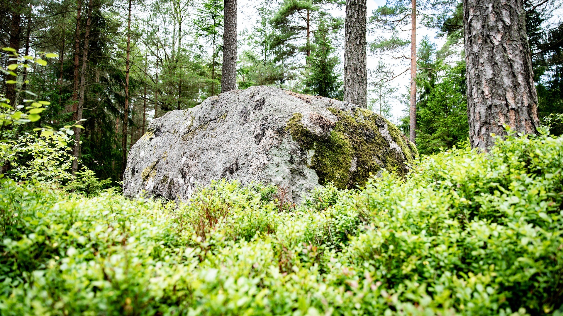 Stor sten i skog.