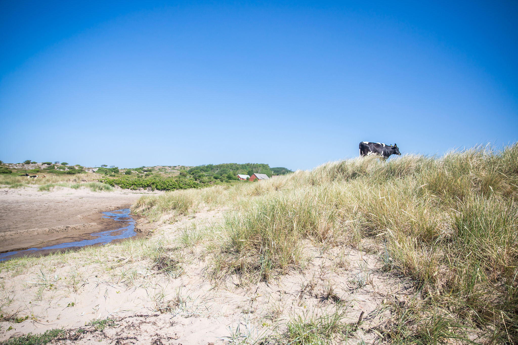 Grimsholmen är känt för sitt naturreservat där fågel- och växtlivet är ...