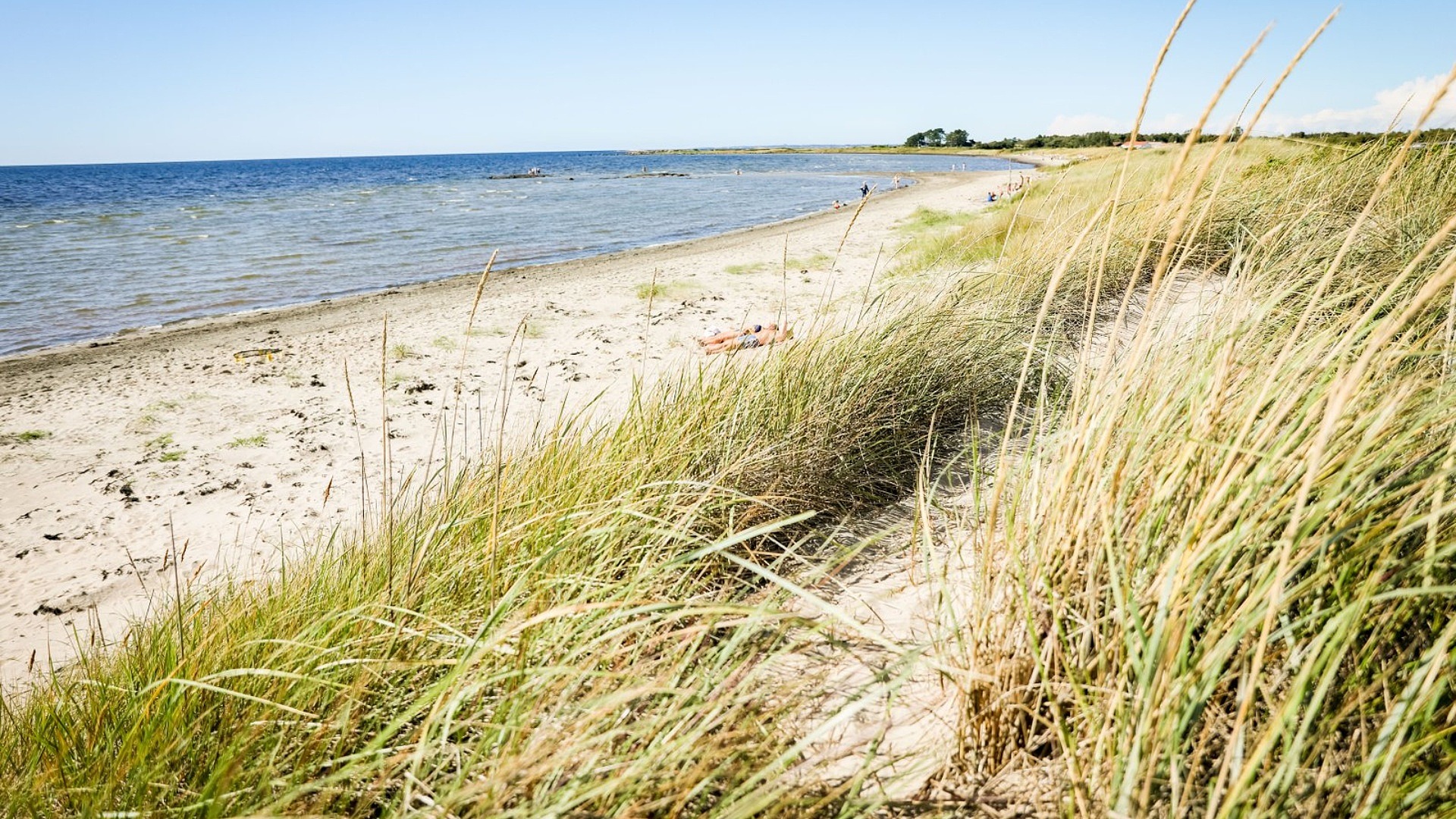 En sandstrand med strandråg i förgrunden.